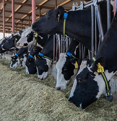 Dairy - Merck Animal Health Canada