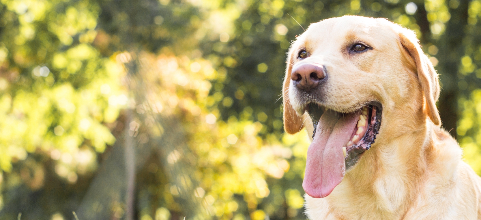 Canine Solutions - Merck Animal Health Canada