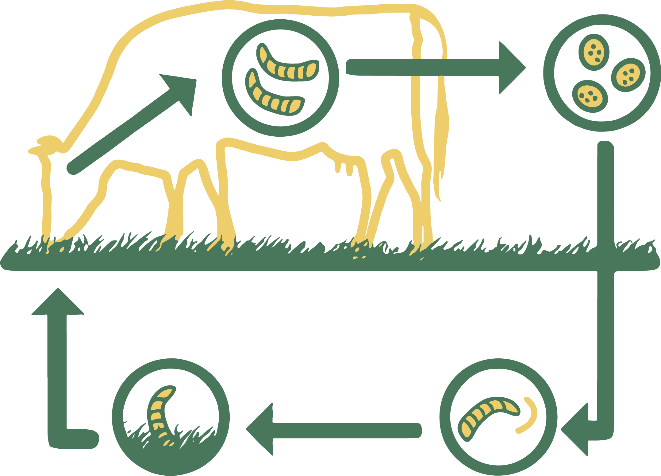 Cattle Parasiticides