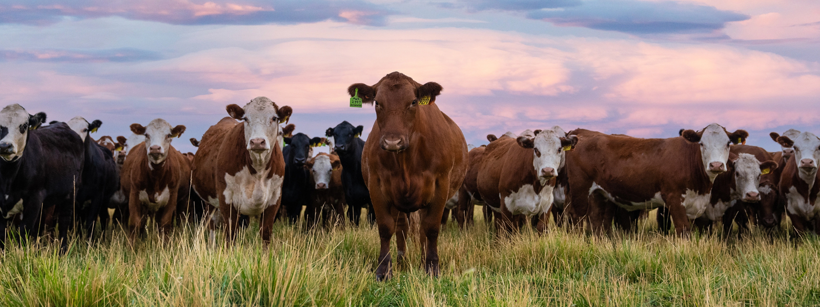 Livestock Identification - Merck Animal Health Canada