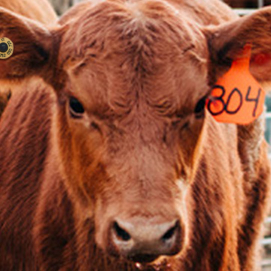 Implanting with Ralgro®